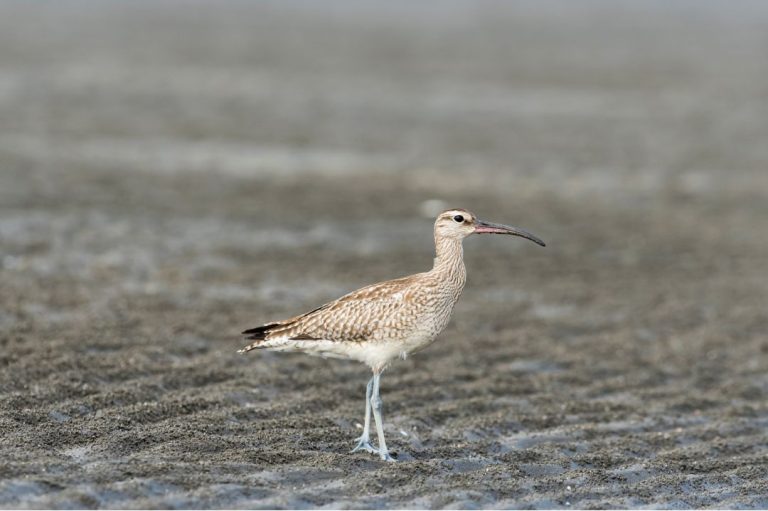 15 Small Brown Birds with Long Beaks (Inc. Awesome Photos)