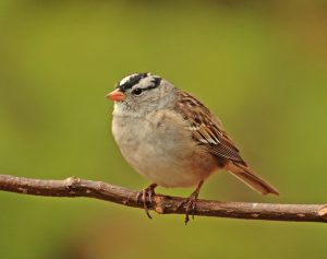 6 Species of Sparrows with Striped Heads (Inc. Awesome Photos)