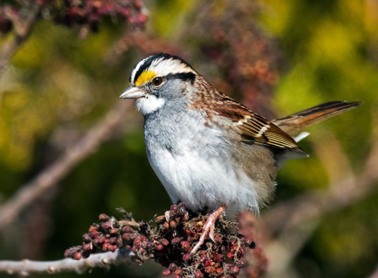 6 Species of Sparrows with Striped Heads (Inc. Awesome Photos)