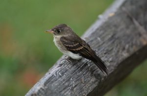12 Small Gray Birds (Inc. Awesome Photos)