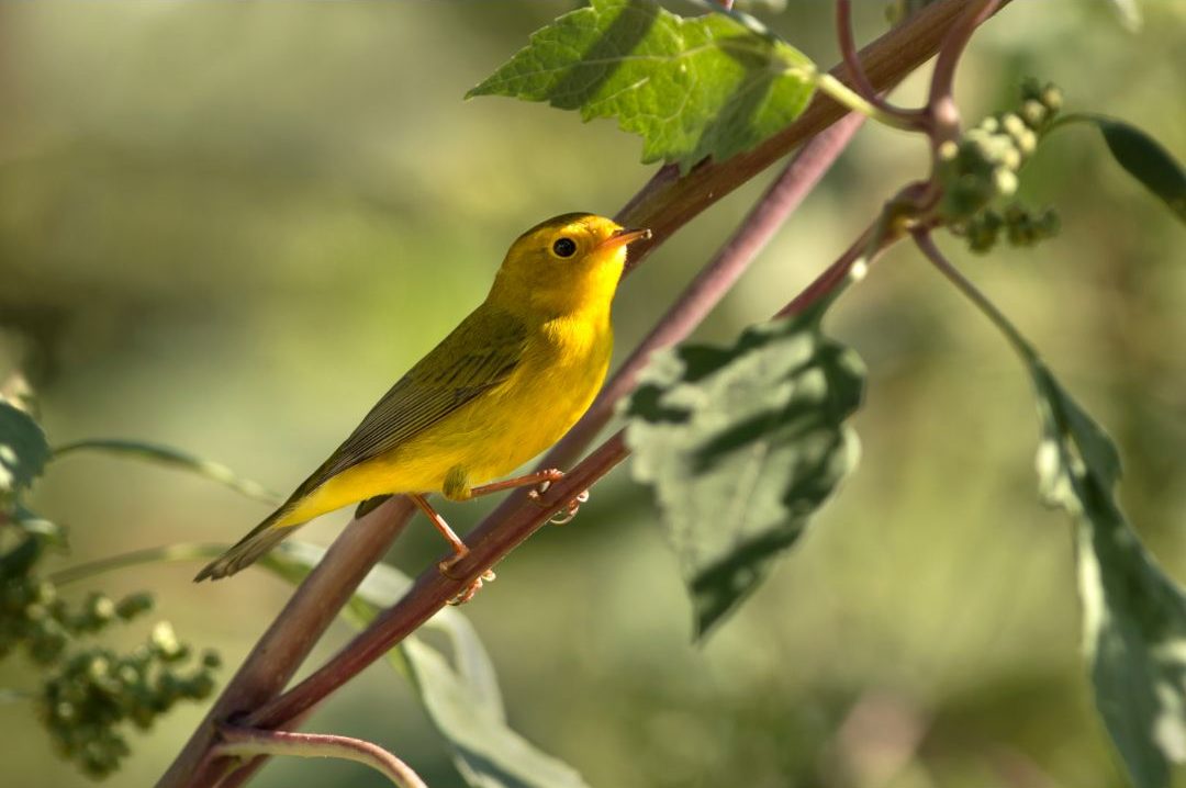 19 Yellow Birds With Black on Wings (Inc. Awesome Photos)