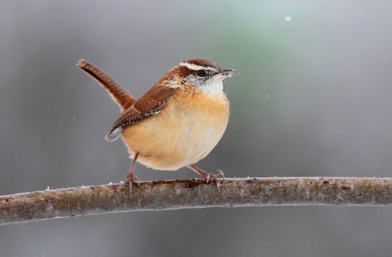 15 Small Brown Birds with Long Beaks (Inc. Awesome Photos)