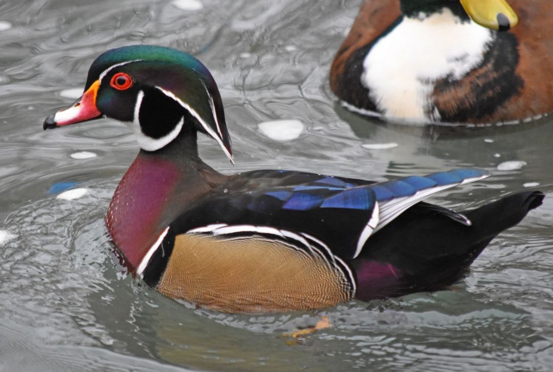 25+ Fabulous Birds With Mohawks (Inc. Awesome Photos) - Birds Advice