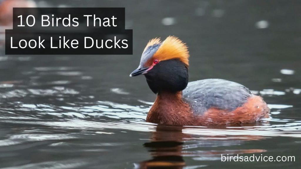 10 Birds That Look Like Ducks (Inc. Awesome Photos)