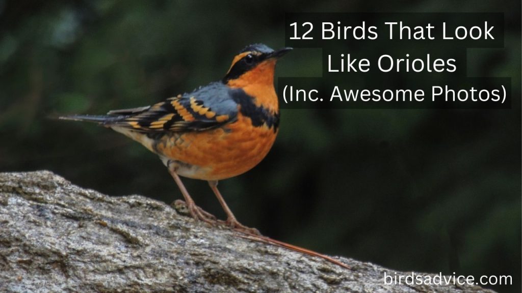 12 Birds That Look Like Orioles (Inc. Awesome Photos)