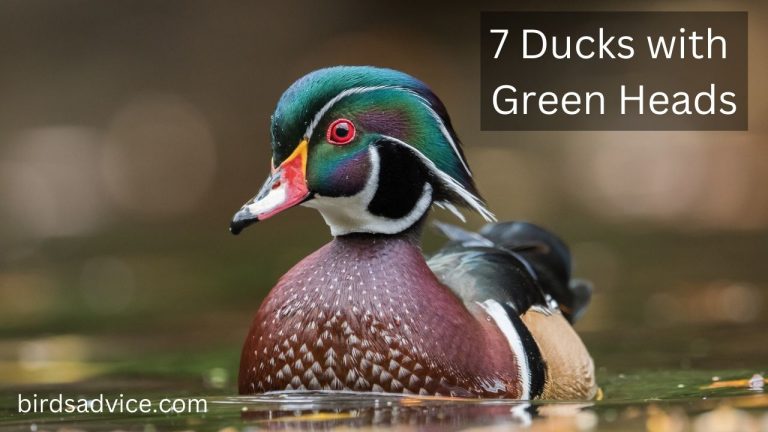 7 Ducks with Green Heads (Inc. Awesome Photos)