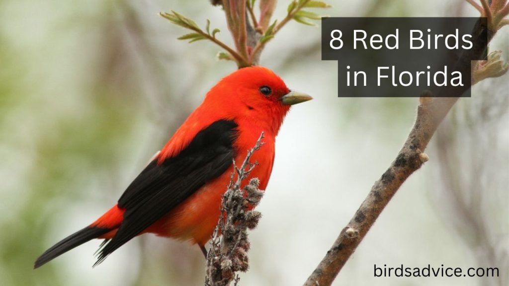 8 Red Birds in Florida (Inc. Awesome Photos)