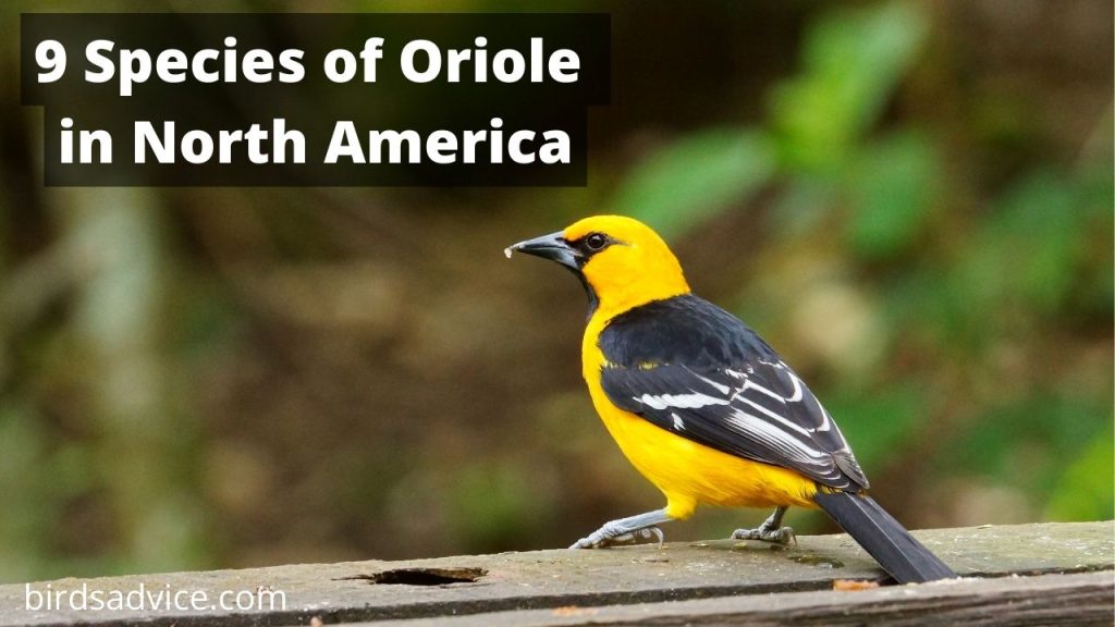 9 Species of Oriole in North America (Inc. Awesome Photos) - Birds Advice