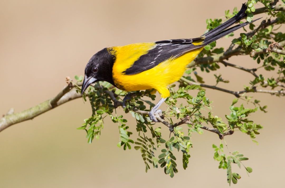 9 Species of Oriole in North America (Inc. Awesome Photos) - Birds Advice