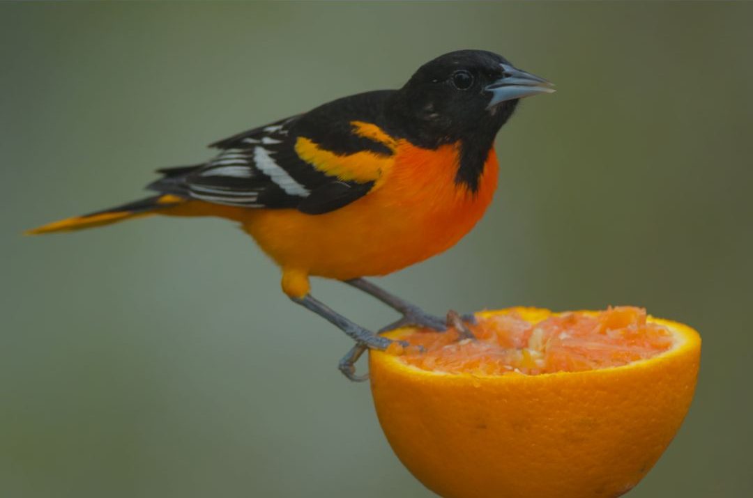 9 Species of Oriole in North America (Inc. Awesome Photos) - Birds Advice