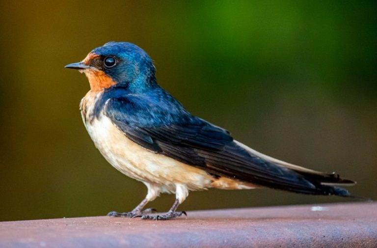 34 Backyard Birds of the Pacific Northwest (Inc. Awesome Photos ...