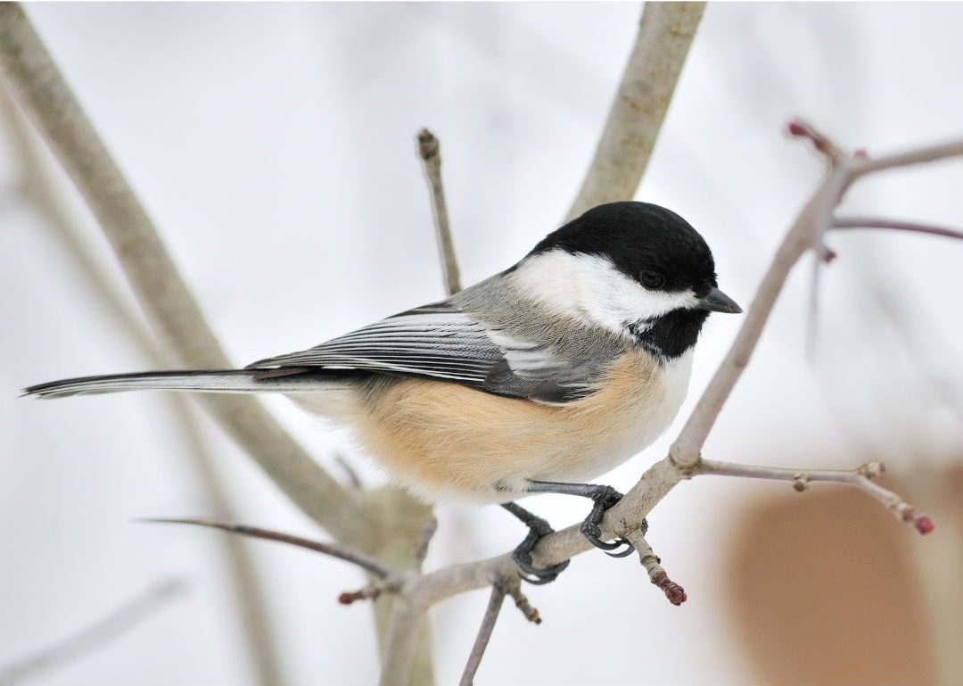 34 Backyard Birds of the Pacific Northwest (Inc. Awesome Photos ...