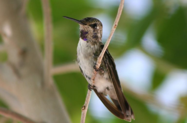 13 Types of Hummingbirds in Florida (Inc. Awesome Photos)