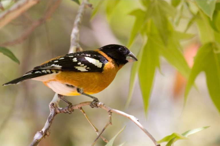 25 Birds With Orange Breasts (Inc. Awesome Photos)