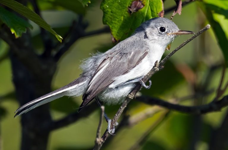 21 Gray Birds in North America (Inc. Awesome Photos)