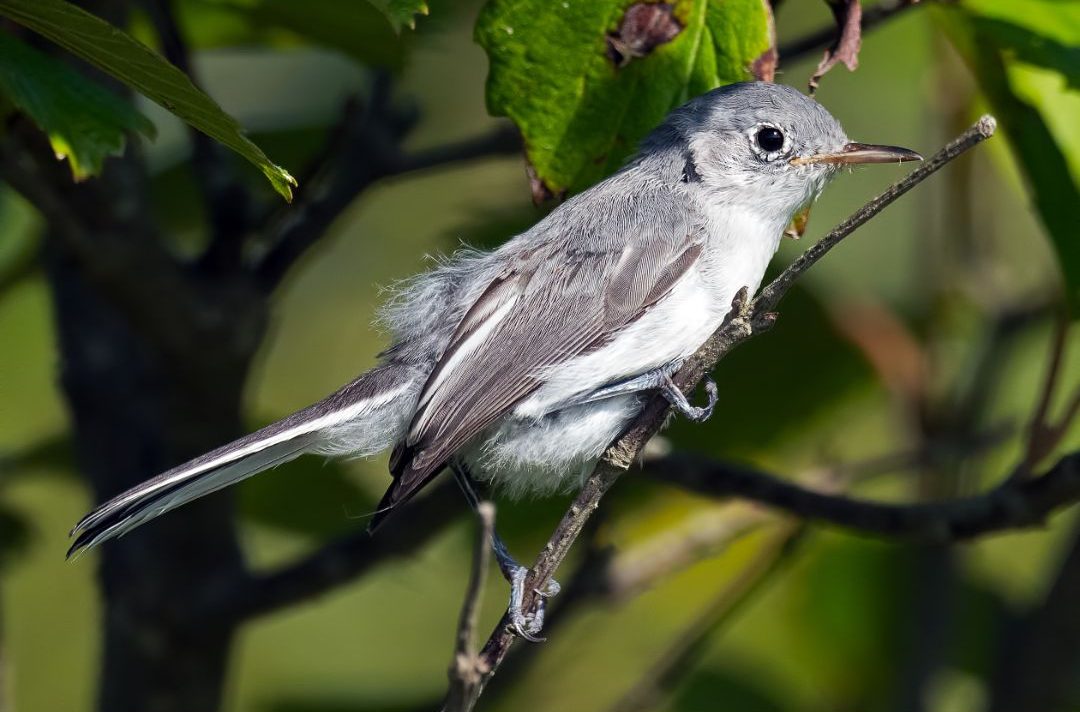 21 Gray Birds in North America (Inc. Awesome Photos)