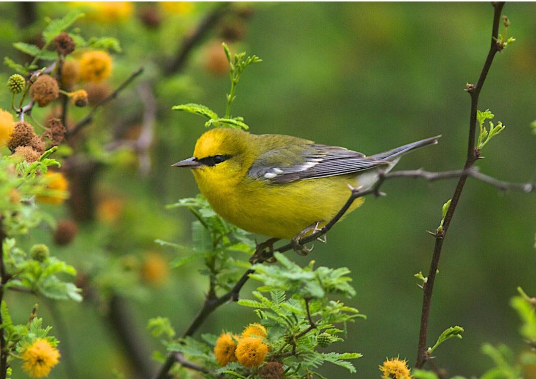 32 Yellow Birds in Michigan (Inc. Awesome Photos) - Birds Advice