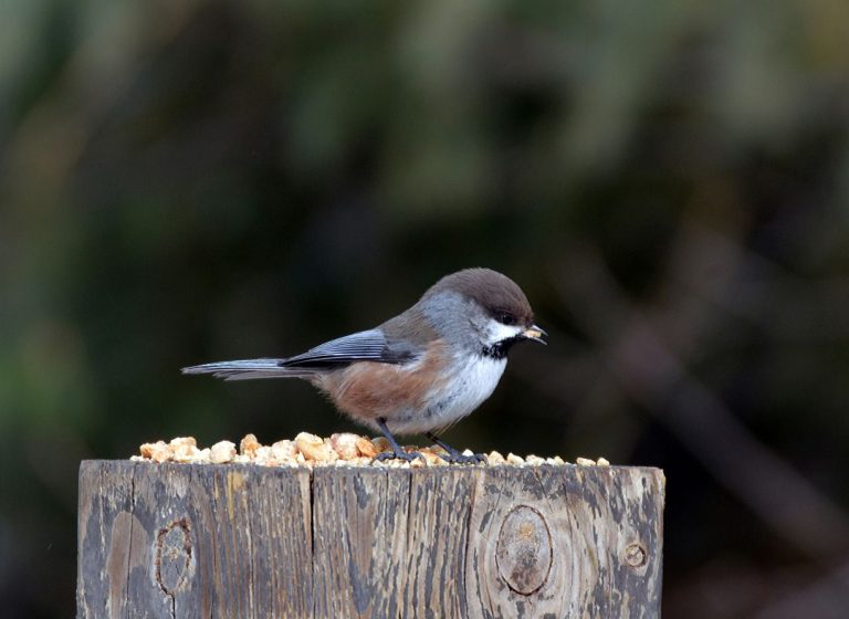 13 Birds That Look Like Chickadees (Inc. Awesome Photos)