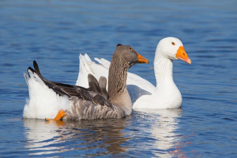 10 Birds That Look Like Ducks (Inc. Awesome Photos)