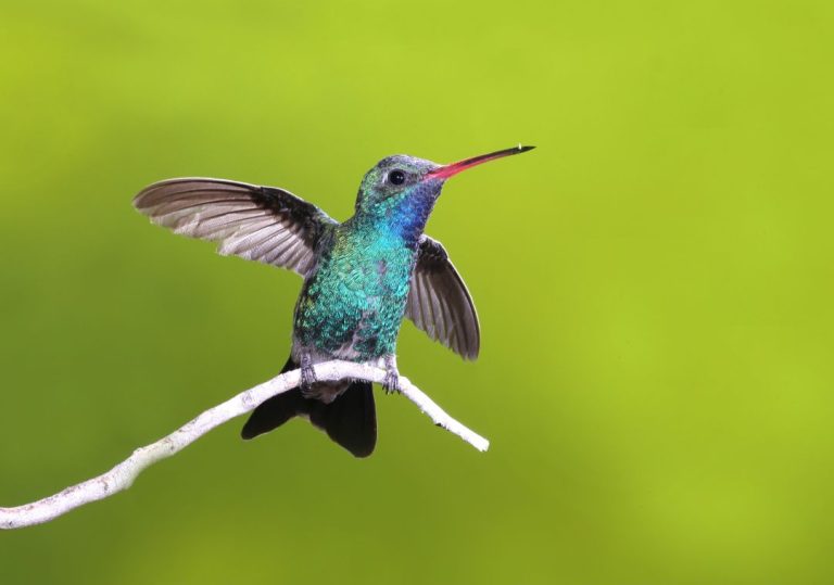 7 Species of Blue Hummingbirds in North America (Inc. Awesome Photos)