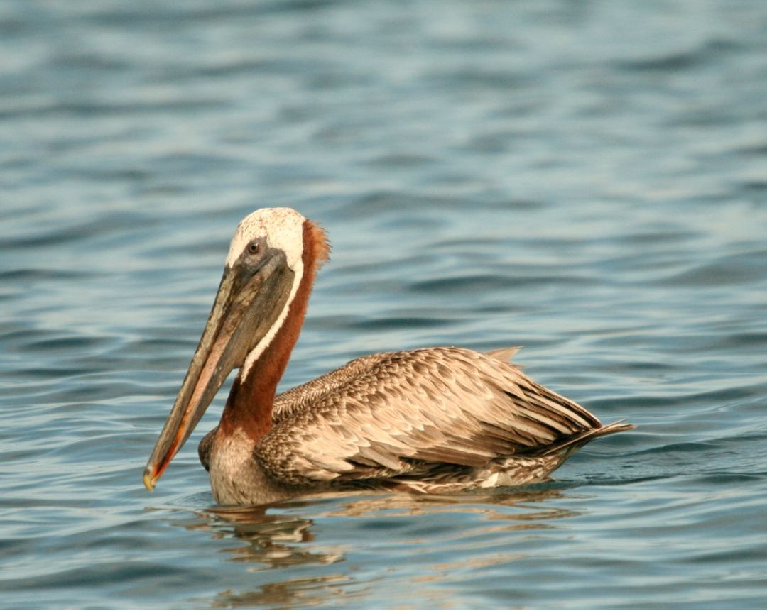 10 Birds That Look Like Ducks (Inc. Awesome Photos)