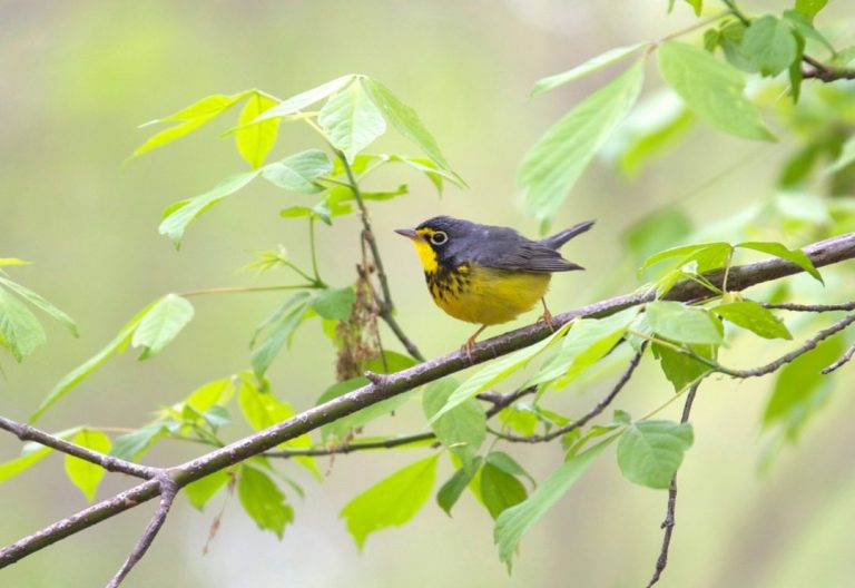 29 Yellow Birds in California (Inc. Awesome Photos)