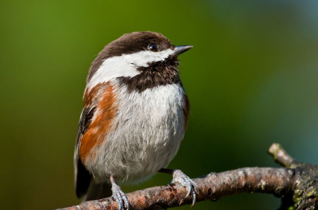 34 Backyard Birds of the Pacific Northwest (Inc. Awesome Photos ...
