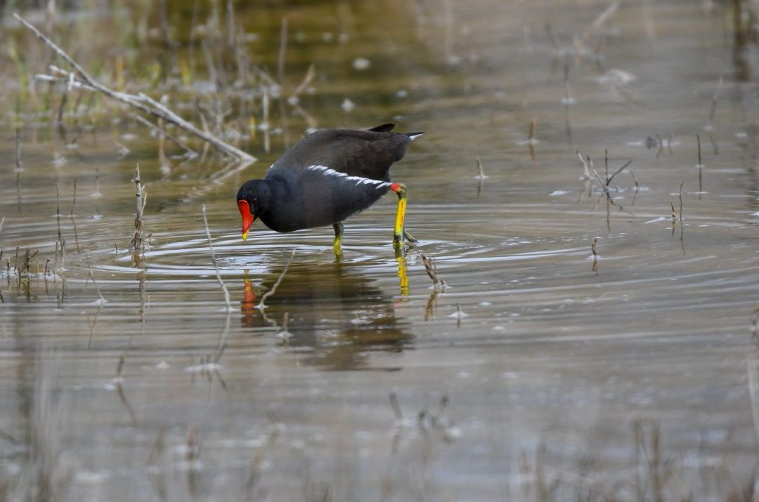 10 Birds That Look Like Ducks (Inc. Awesome Photos)