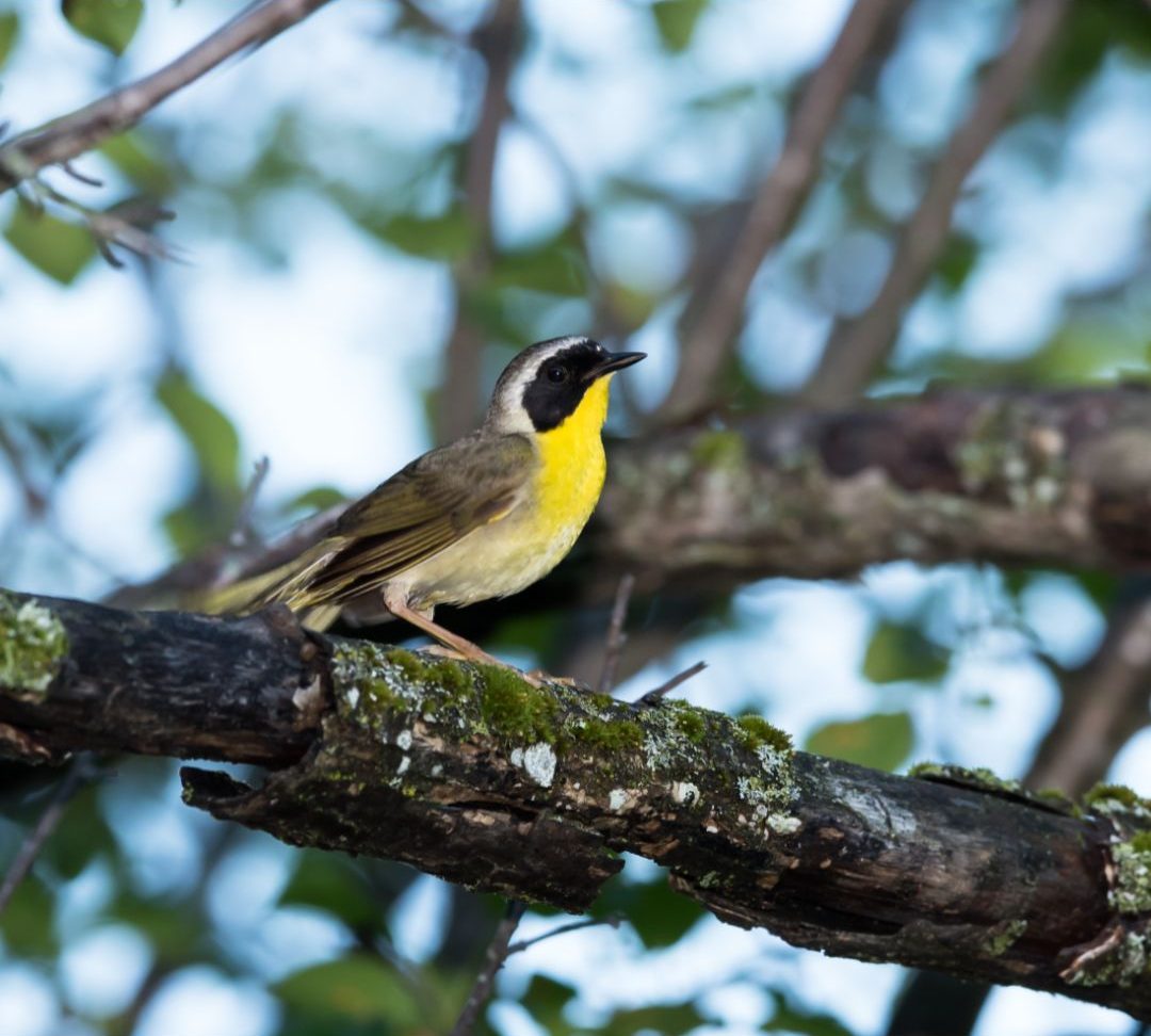 26 Small Birds in Florida (Inc. Awesome Photos)