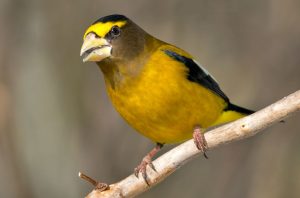 29 Yellow Birds in California (Inc. Awesome Photos)
