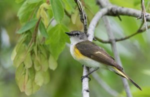 29 Yellow Birds in California (Inc. Awesome Photos)