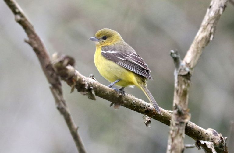29 Yellow Birds in California (Inc. Awesome Photos)