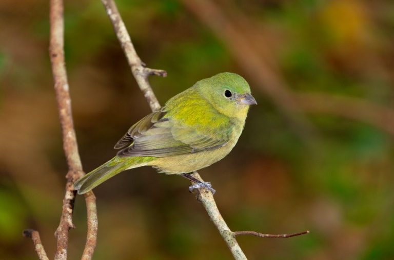 29 Yellow Birds in California (Inc. Awesome Photos)