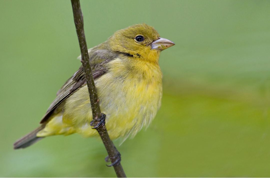 32 Yellow Birds in Michigan (Inc. Awesome Photos) - Birds Advice