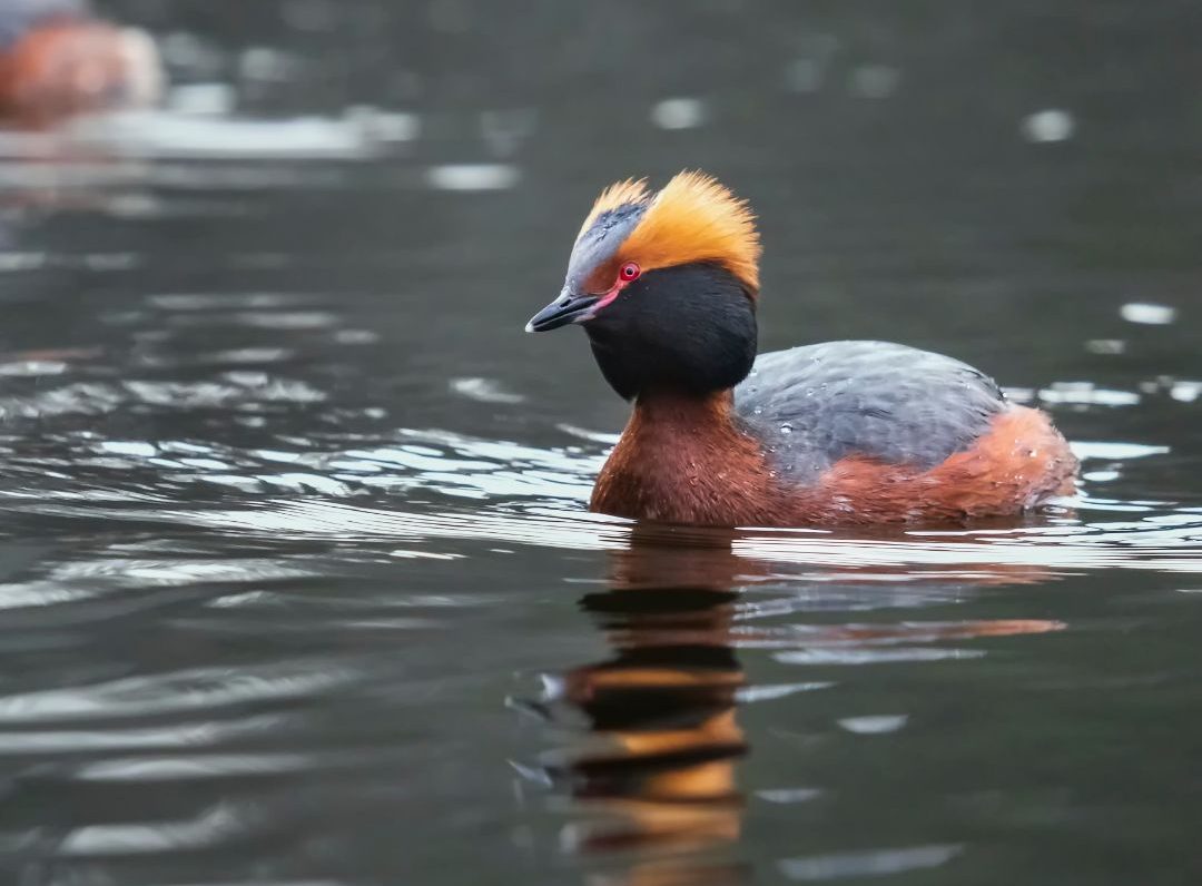 10 Birds That Look Like Ducks (Inc. Awesome Photos)