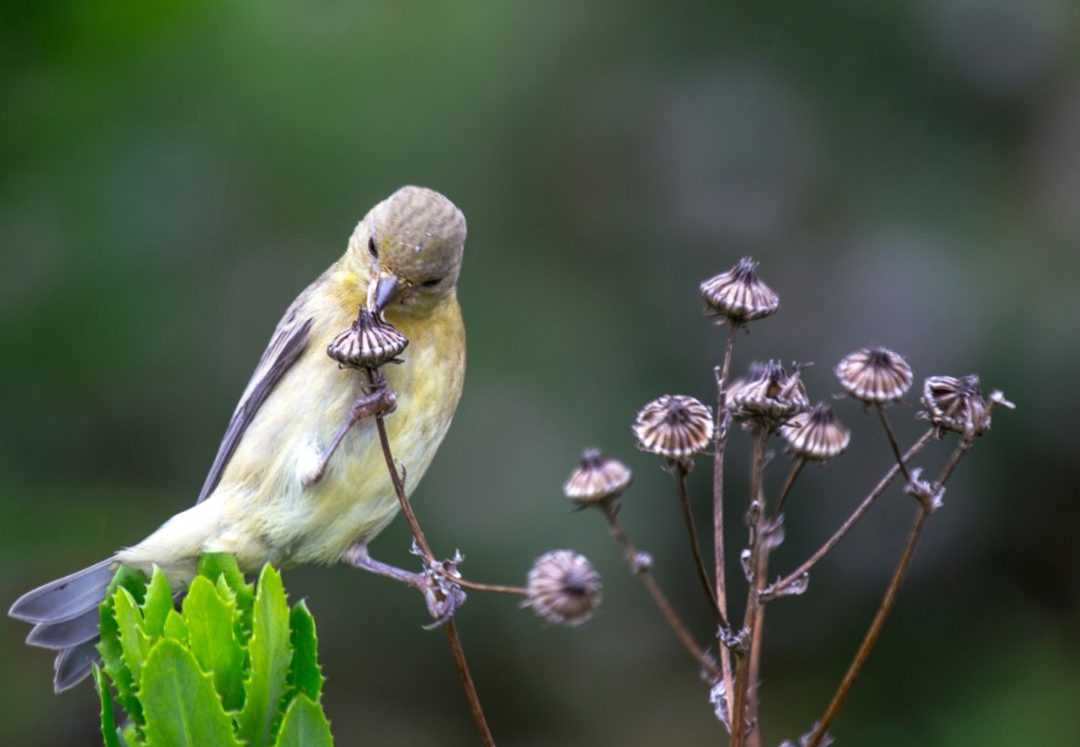 34 Backyard Birds of the Pacific Northwest (Inc. Awesome Photos ...