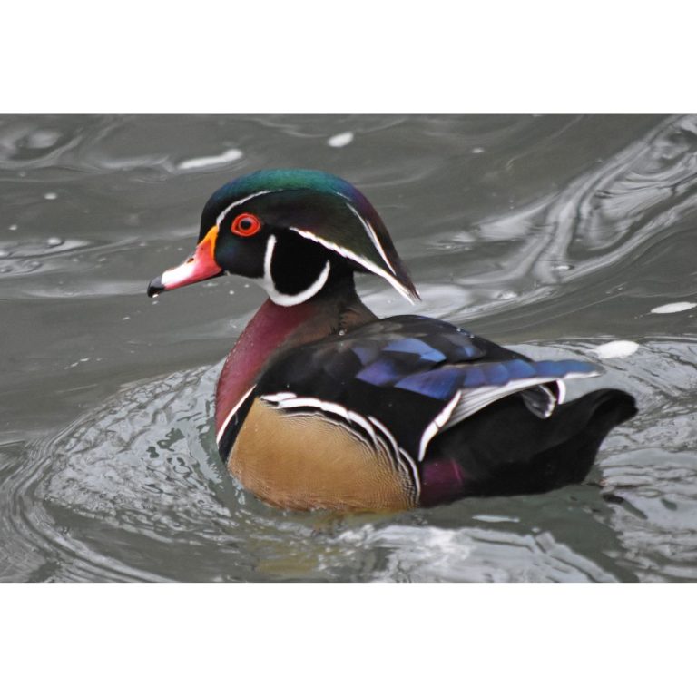 7 Ducks with Green Heads (Inc. Awesome Photos)