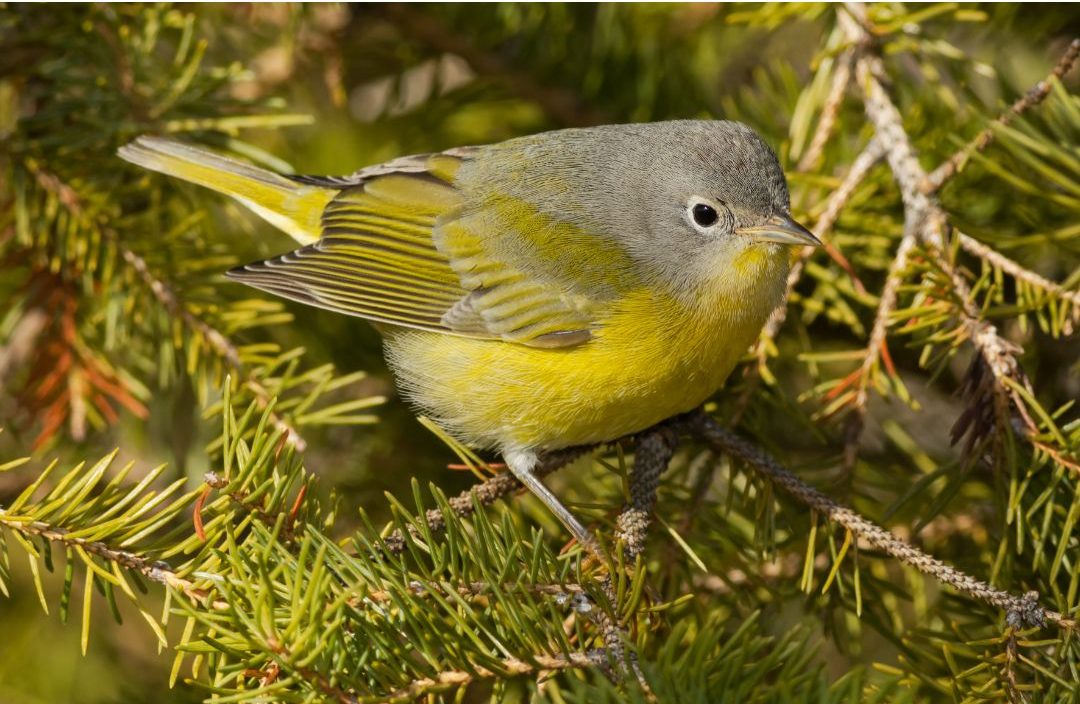 29 Yellow Birds in California (Inc. Awesome Photos)