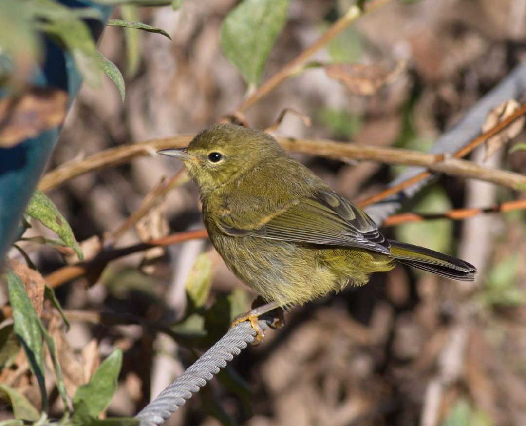29 Yellow Birds in California (Inc. Awesome Photos)