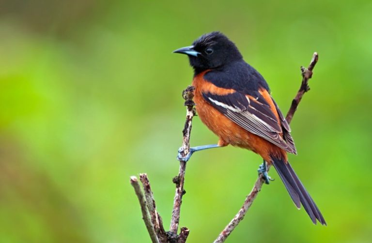 25 Orange Birds in North America (Inc. Awesome Photos)