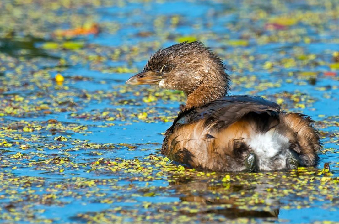 10 Birds That Look Like Ducks (Inc. Awesome Photos)