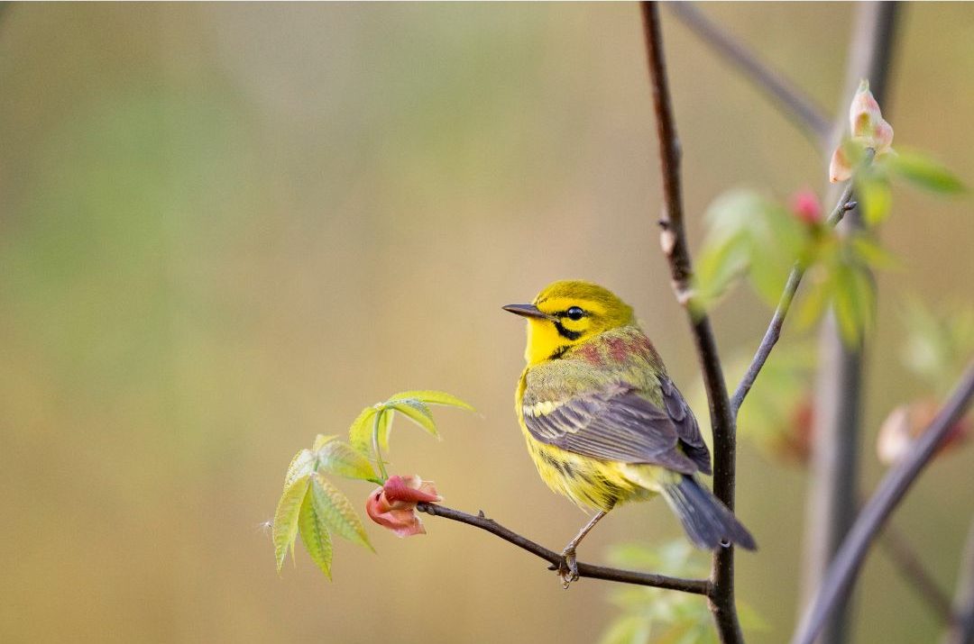 26 Small Birds in Florida (Inc. Awesome Photos)