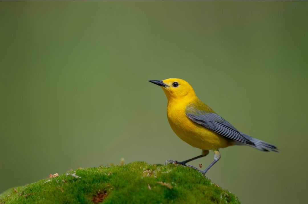 29 Yellow Birds in California (Inc. Awesome Photos)