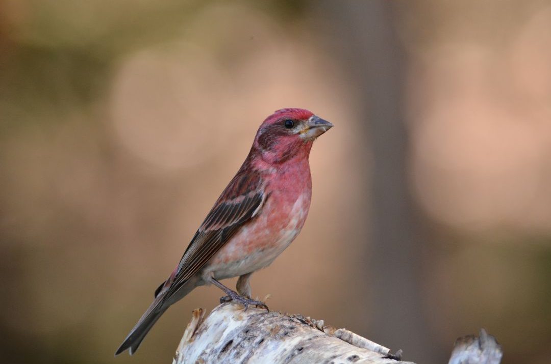 8 Red Birds in Florida (Inc. Awesome Photos)