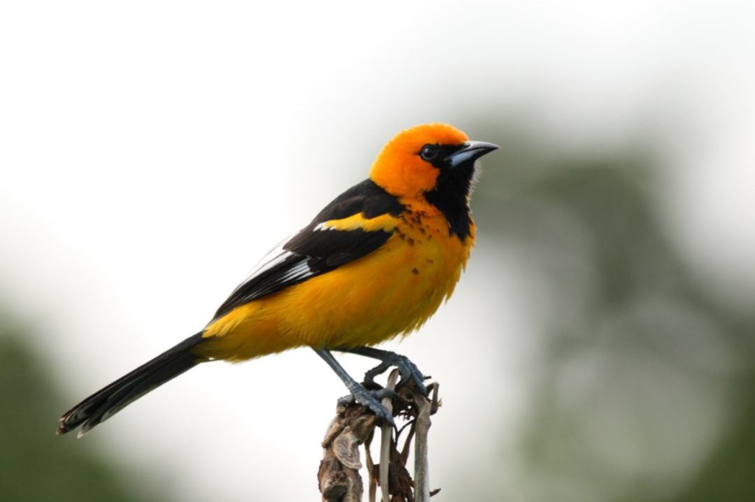 25 Birds With Orange Breasts (Inc. Awesome Photos)
