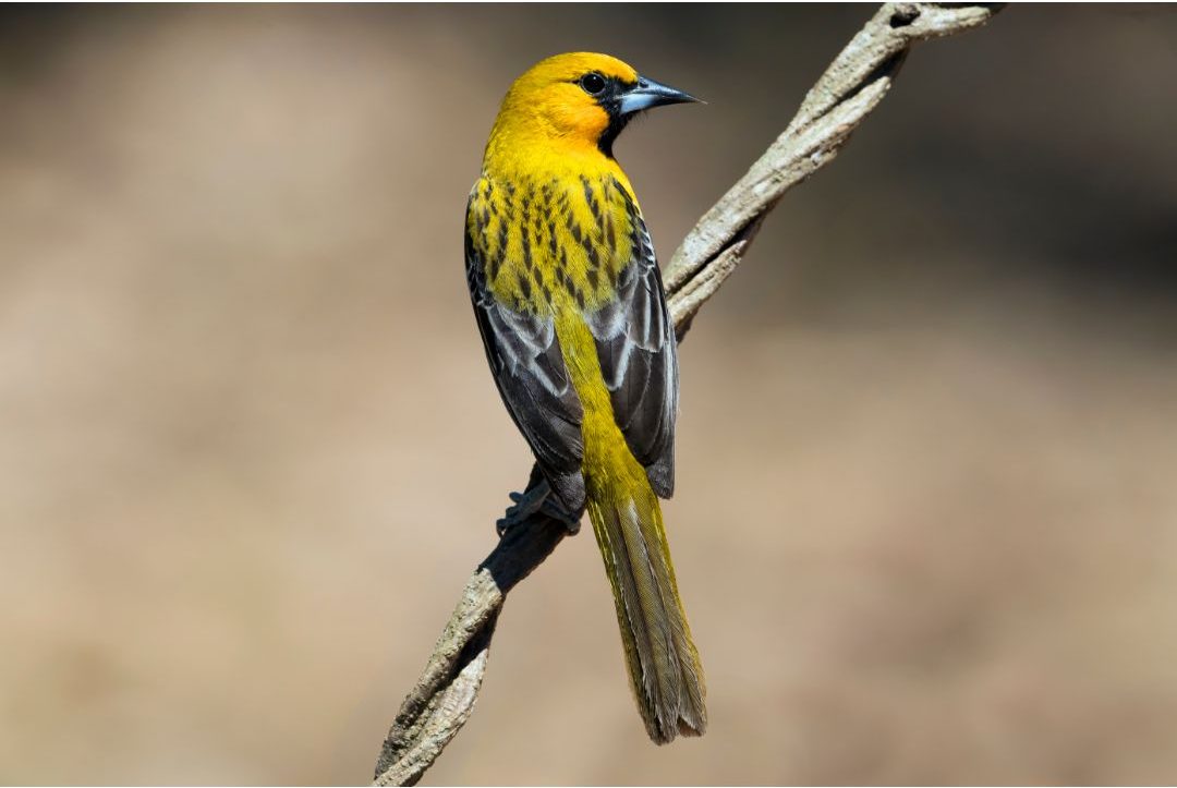 9 Species of Oriole in North America (Inc. Awesome Photos) - Birds Advice