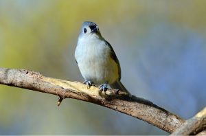 12 Small Gray Birds (Inc. Awesome Photos)