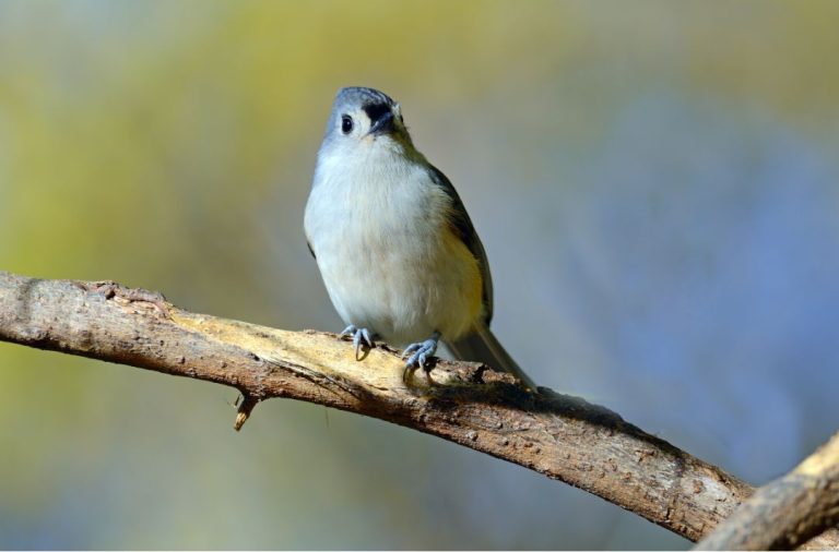 12 Small Gray Birds (Inc. Awesome Photos)