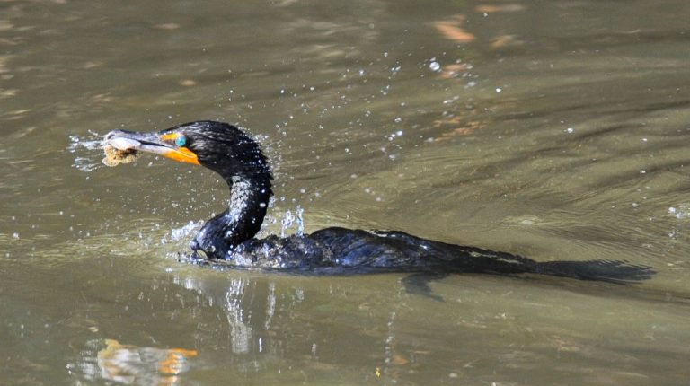 10 Birds That Look Like Ducks (Inc. Awesome Photos)