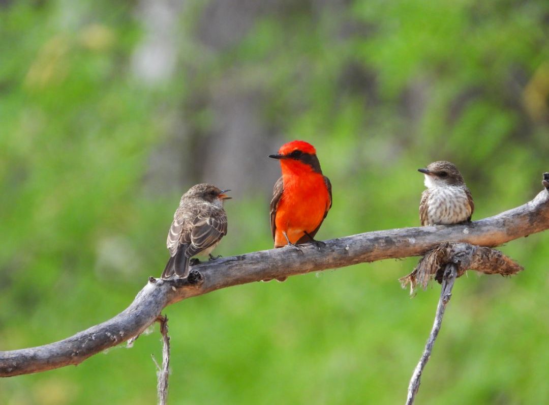 8 Red Birds in Florida (Inc. Awesome Photos)